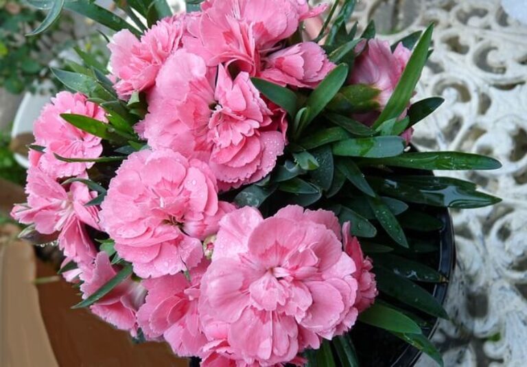 25 Flowers Symbolizing Happiness and Joy