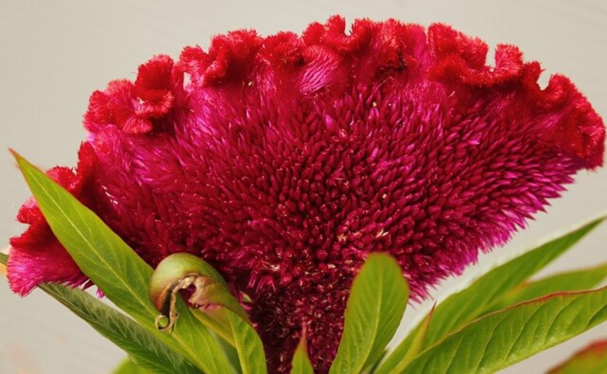 Celosia: A Floral Symbol of Affection and Courage - Symbol Sage
