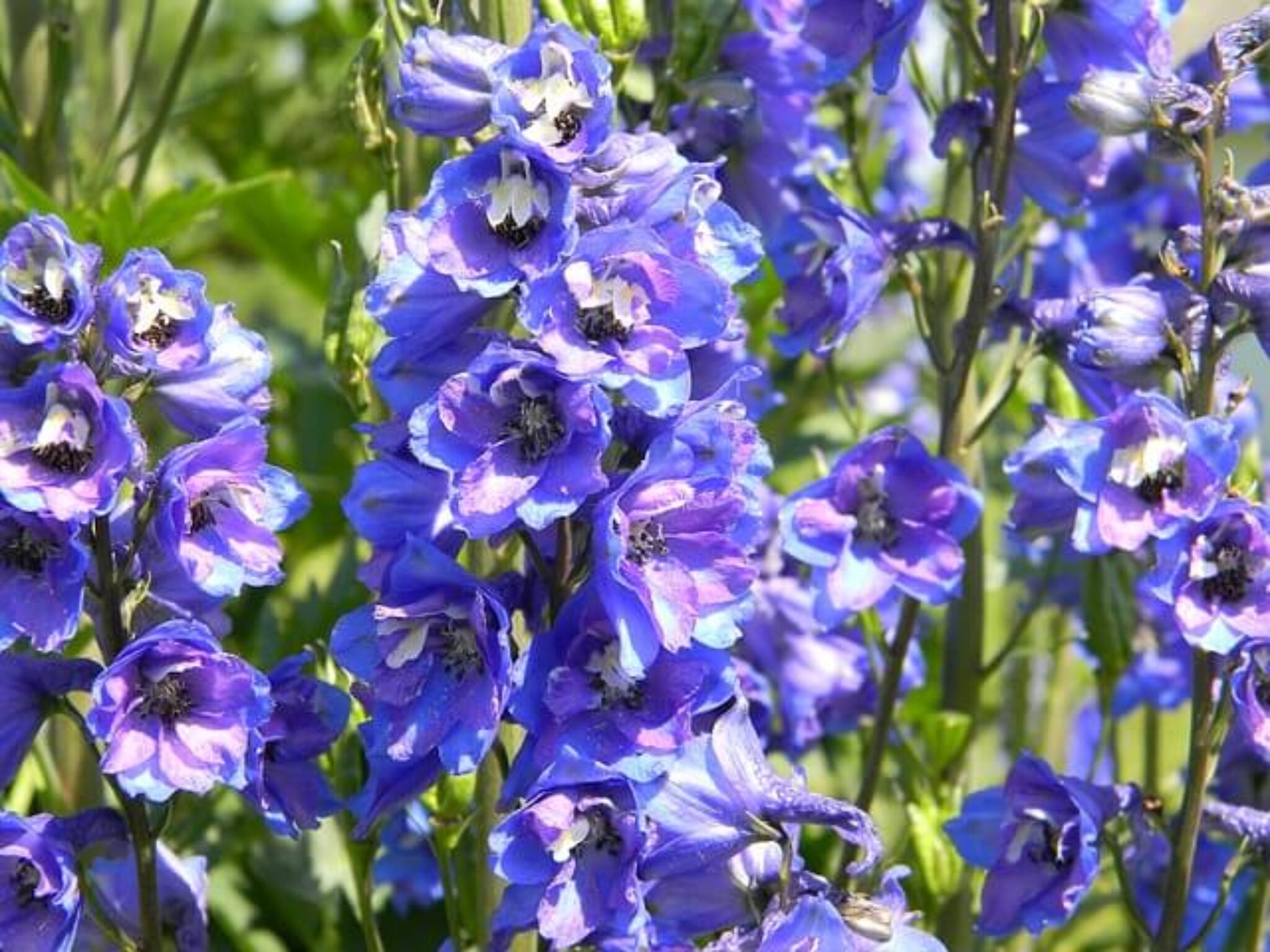 Delphinium Symbolism: Positivity, Levity, & Openness