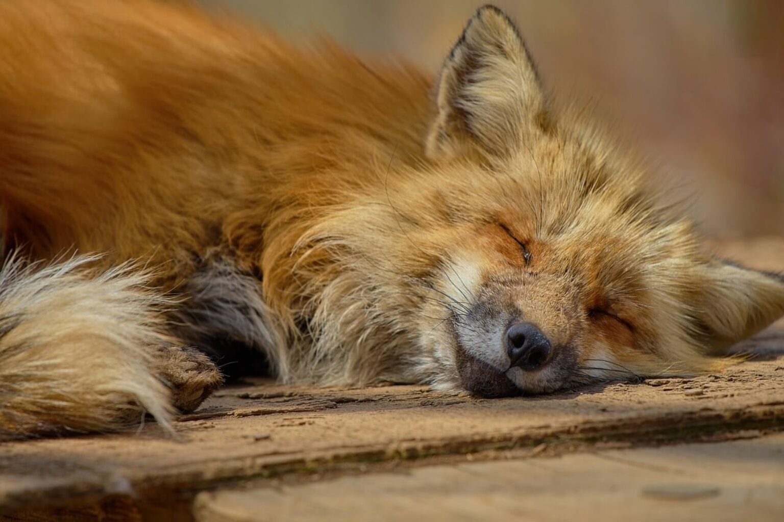 Kitsune – Nine-Tailed Fox Of Japanese Mythology Explained - Symbol Sage