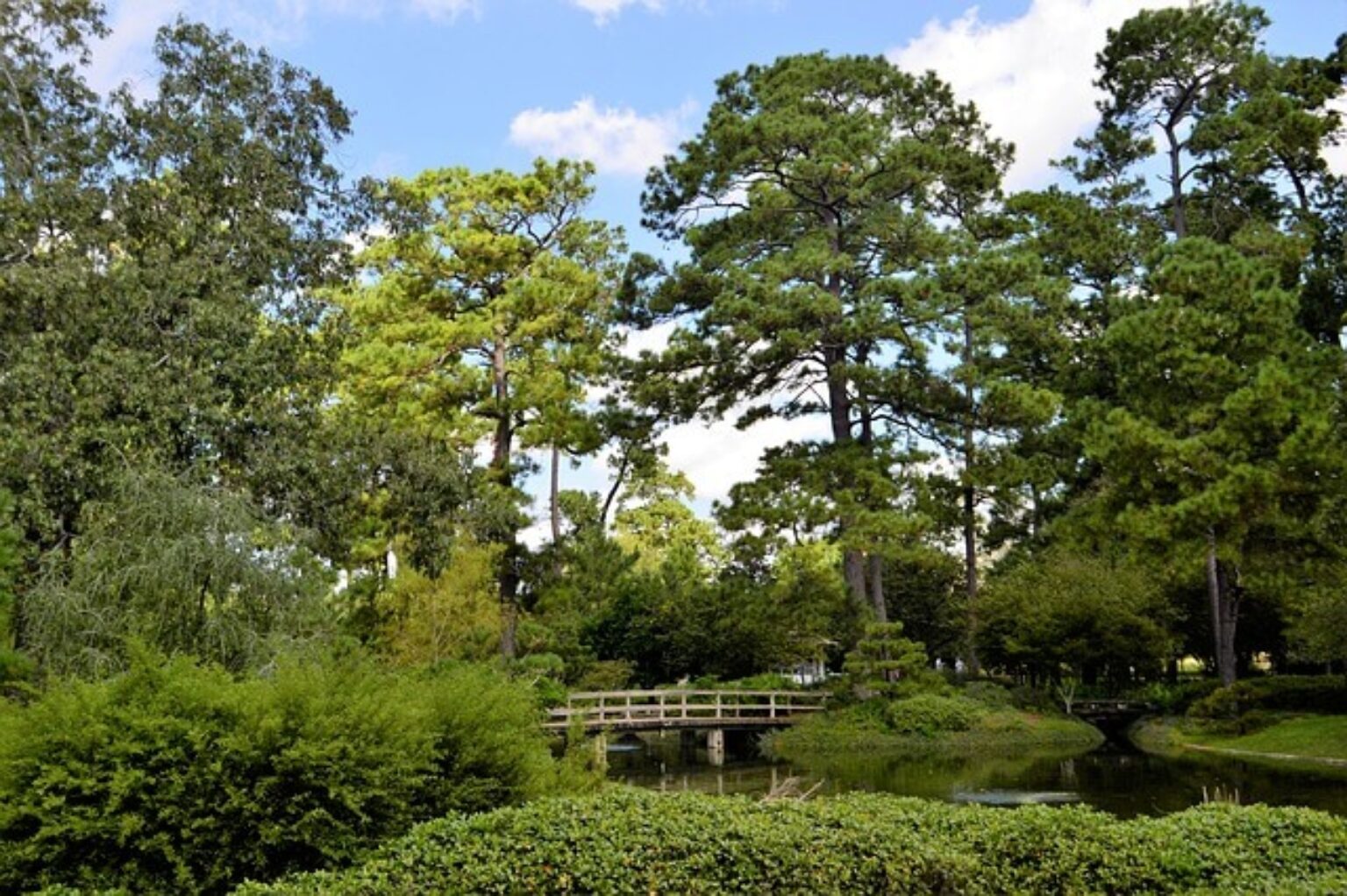 Kodama –Mysterious Tree Spirits in Japanese Shintoism - Symbol Sage