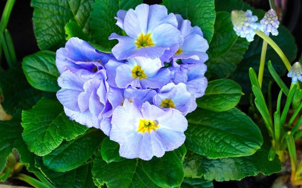 The Symbolic Primrose: Interpreting Its Many Meanings - Symbol Sage