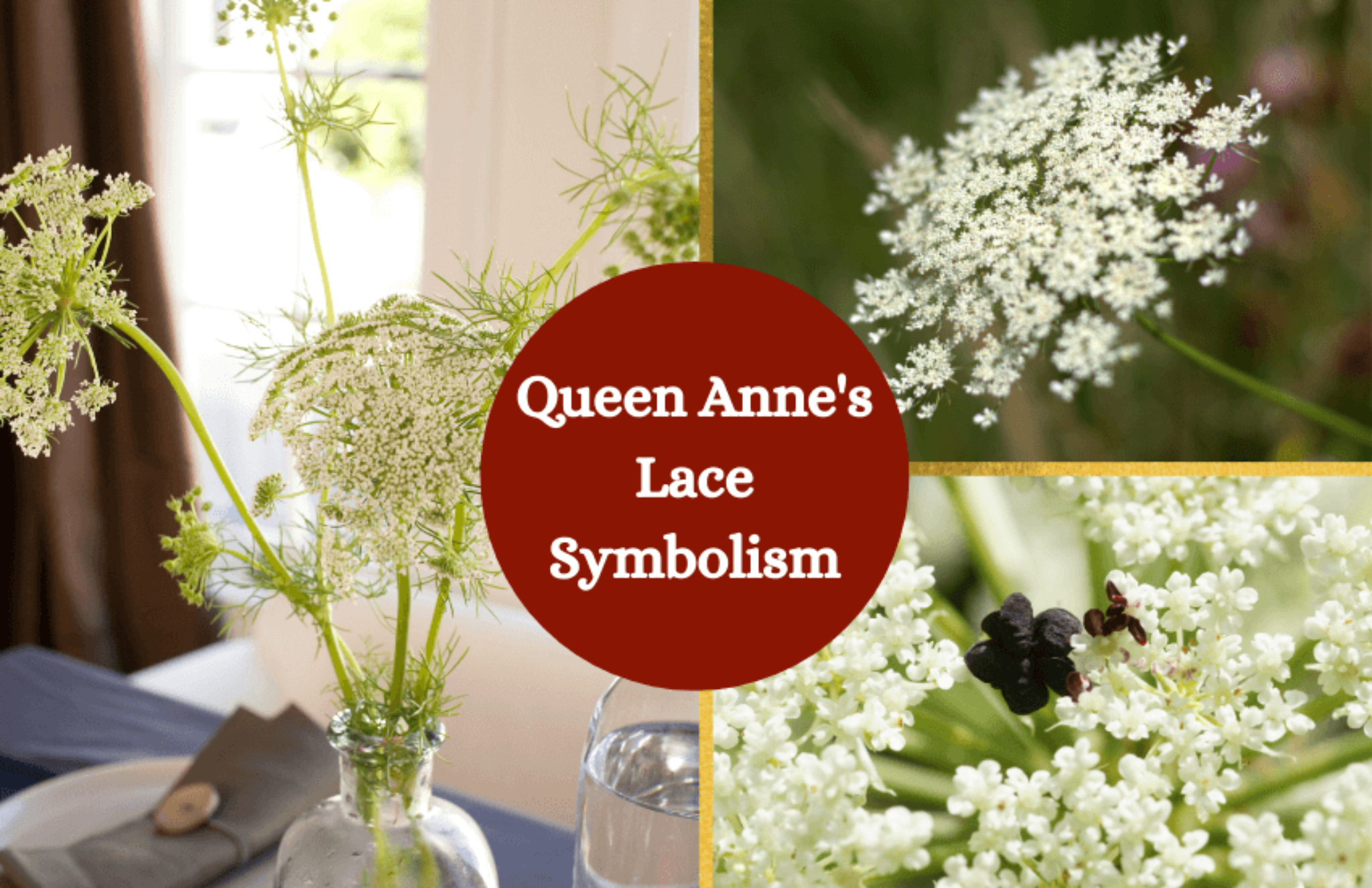 Queen Anne's Lace – Symbolism and Meaning - Symbol Sage