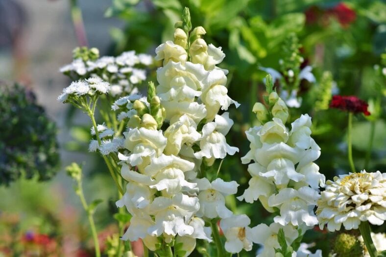Snapdragon Flower Meaning - Symbol Sage