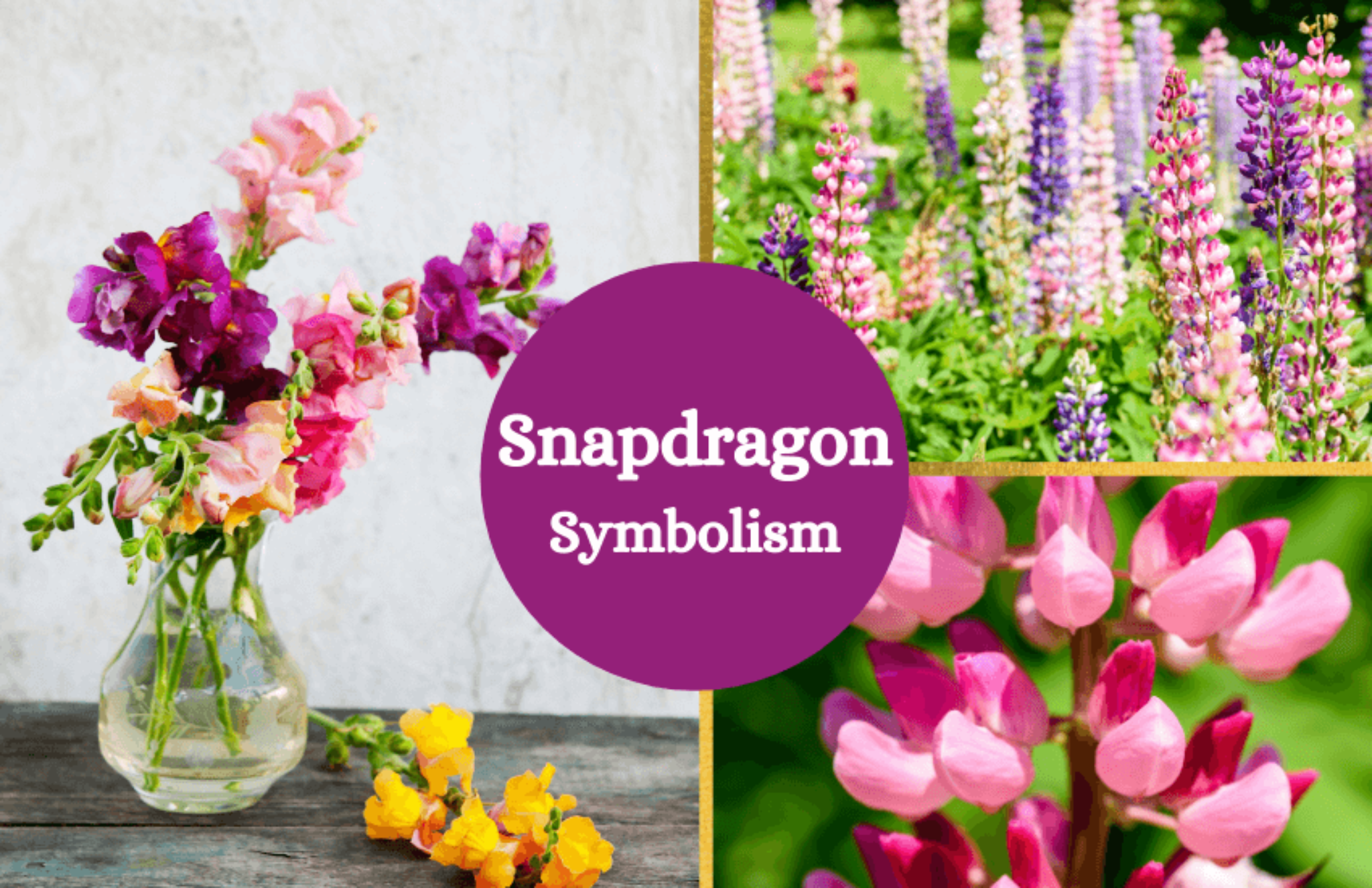 Snapdragon Flower Meaning - Symbol Sage