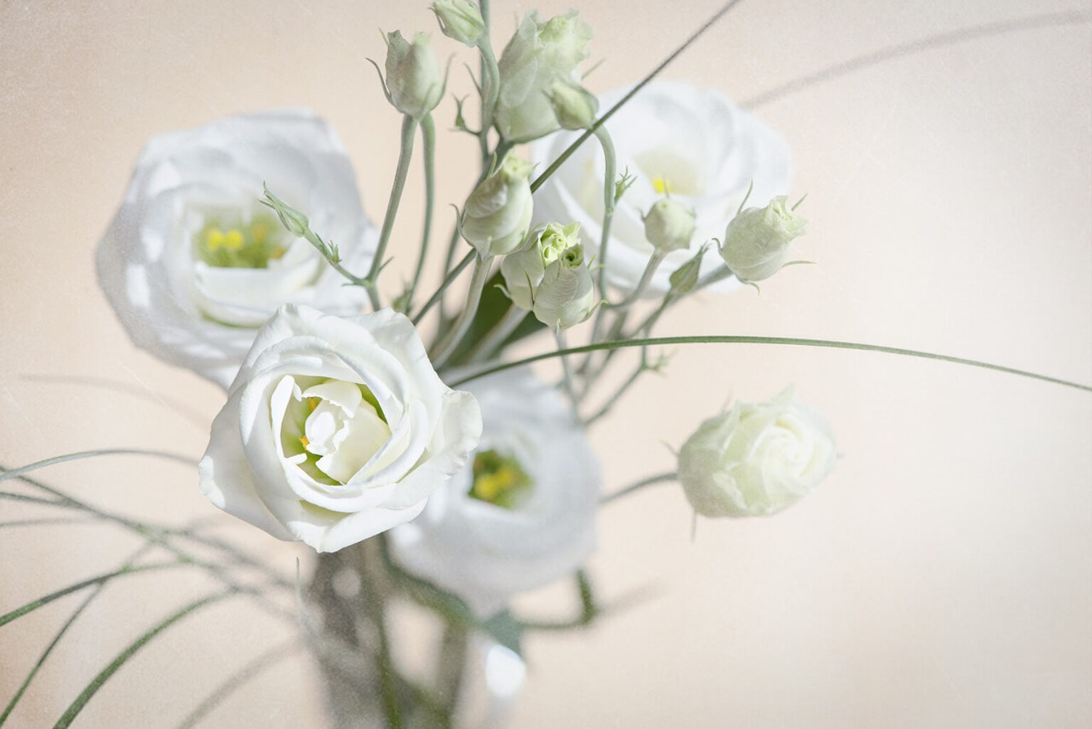 Lisianthus Flower – Symbolism and Meaning - Symbol Sage
