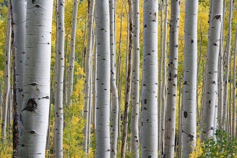 Top 10 Symbols of New Beginnings with Their Meanings