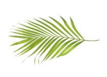 Symbols of Victory and What They Mean - Symbol Sage