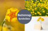 Buttercup Flower Symbolism and Meaning - Symbol Sage
