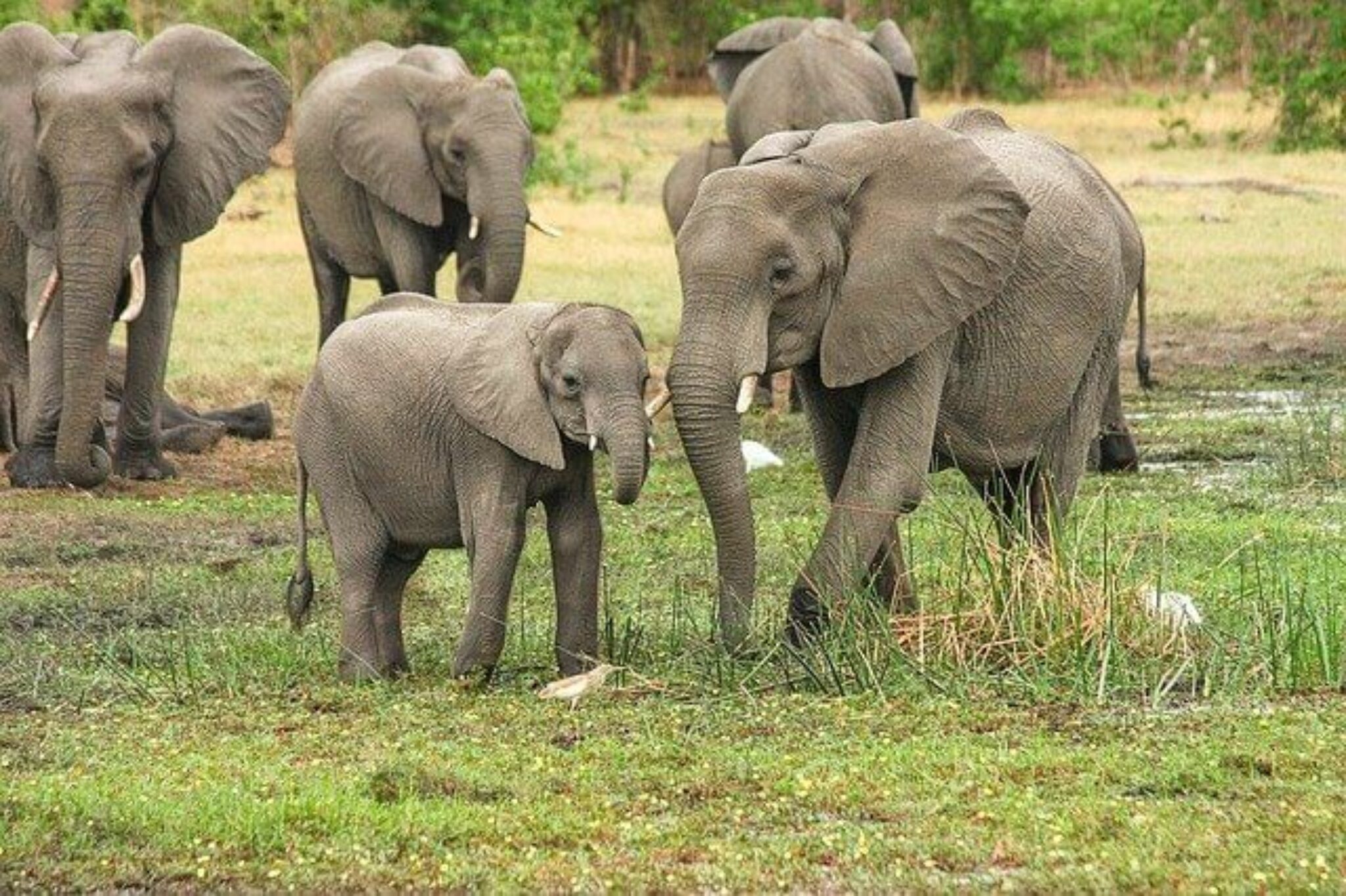 Meaning and Symbolism of Elephants - Symbol Sage