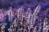 Lavender – Meaning and Symbolism - Symbol Sage