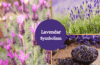 Lavender – Meaning and Symbolism - Symbol Sage