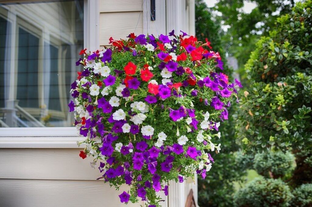 Petunia Flower - Meaning and Symbolism - Symbol Sage