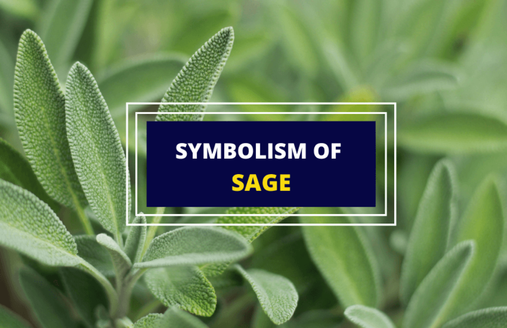Sage Herb - Meaning and Symbolism - Symbol Sage