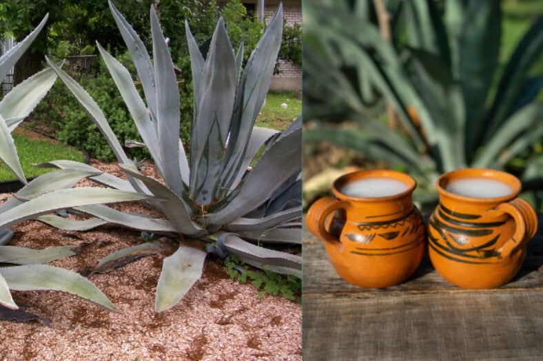 Tochtli's Tale: Unraveling the Aztec Rabbit Symbolism - Symbol Sage