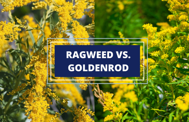 Goldenrod vs. Ragweed: Symbolism, Differences, and Surprising Uses