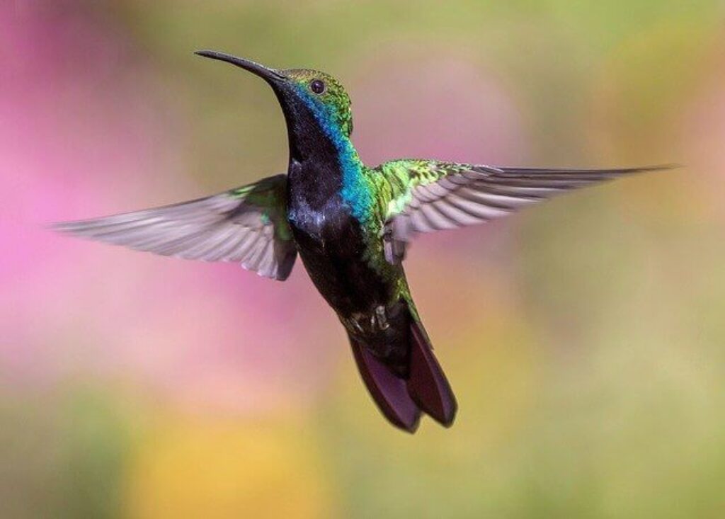The Majestic Hummingbird: Symbolism and Meaning - Symbol Sage