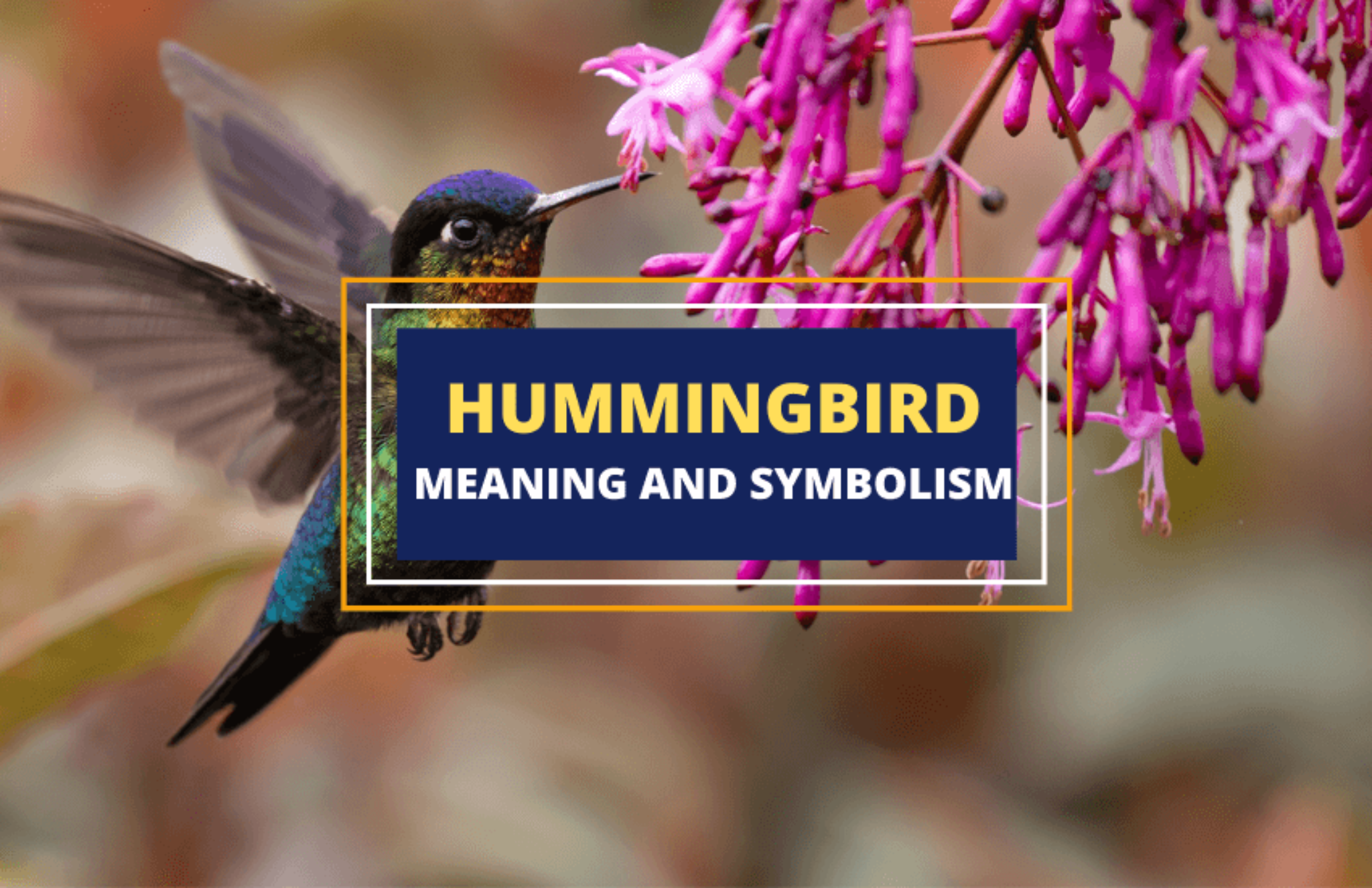 Symbolism of the Hummingbird - Symbol Sage