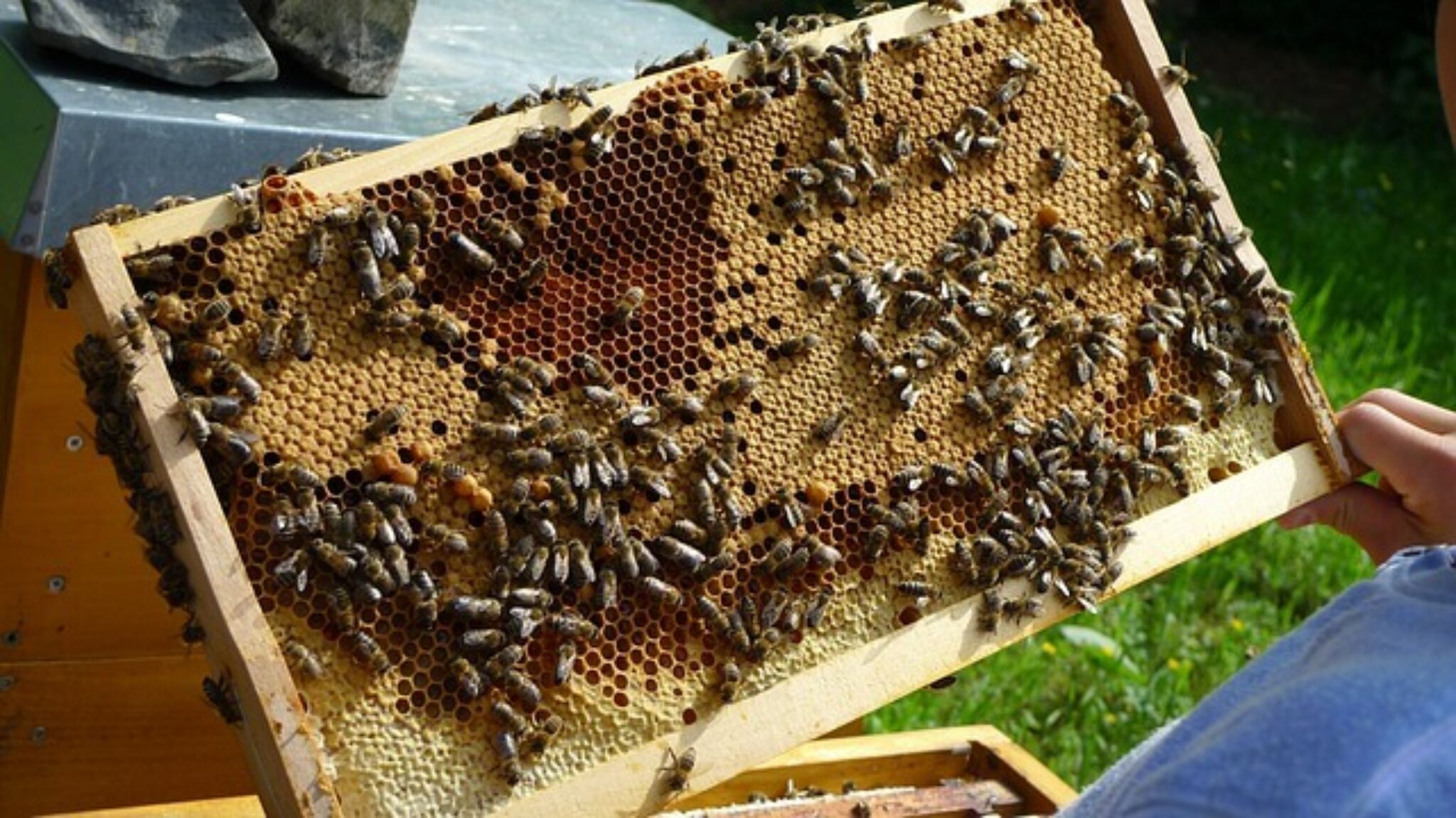 Bee-ing Symbolic: Understanding the Bee's Profound Meaning - Symbol Sage