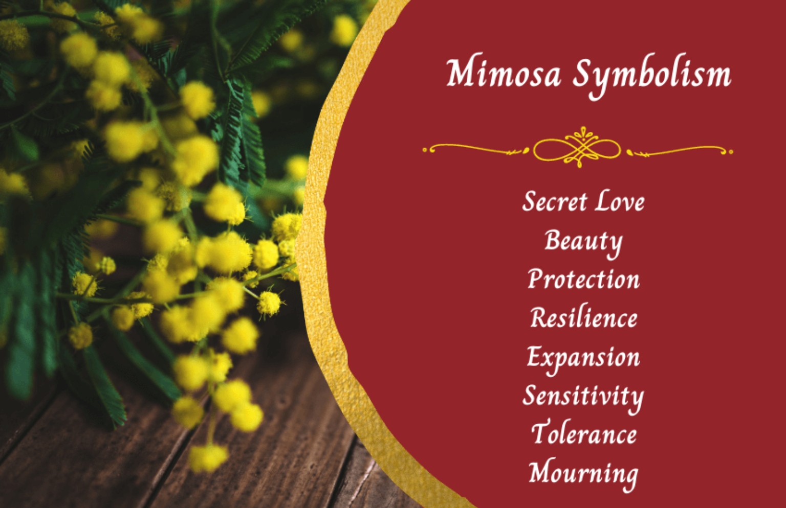Mimosa Flower - Meaning and Symbolism - Symbol Sage
