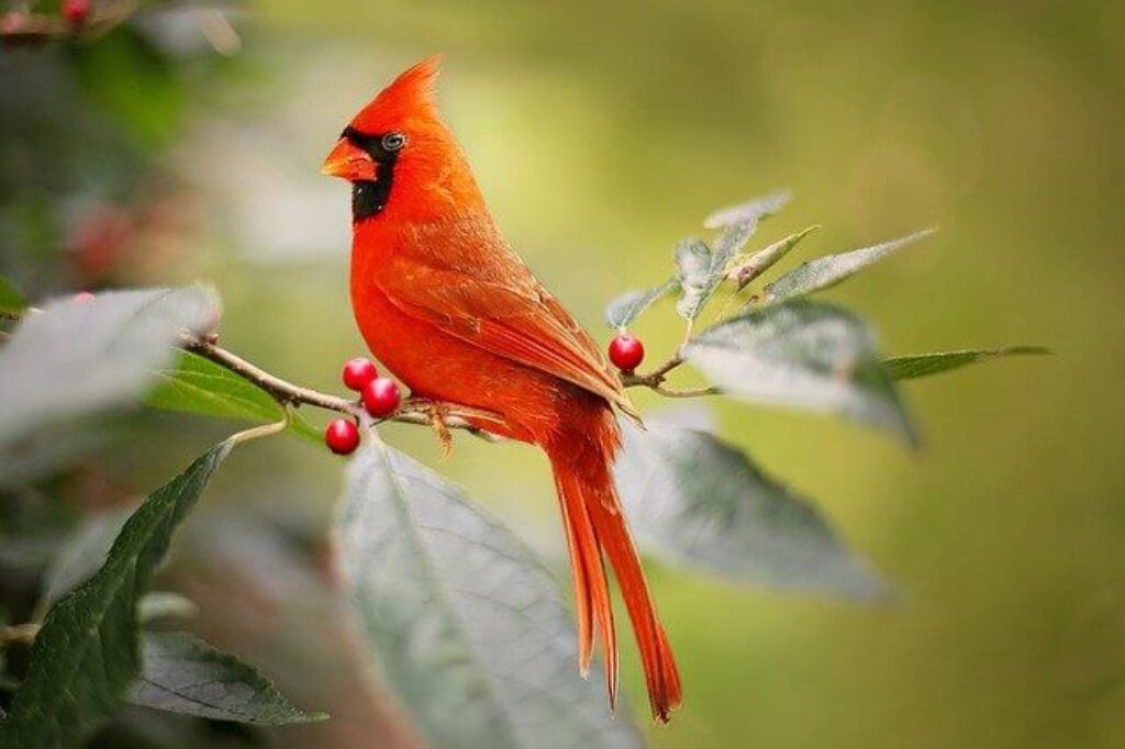 Symbolism Of The Cardinal Bird - Symbol Sage