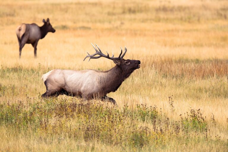 Deep Symbolism of the Celtic Stag and Why It's So Important