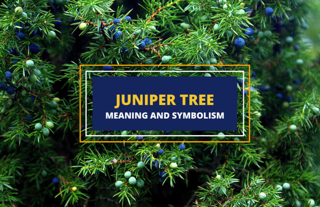 Juniper - Meaning and Symbolism - Symbol Sage