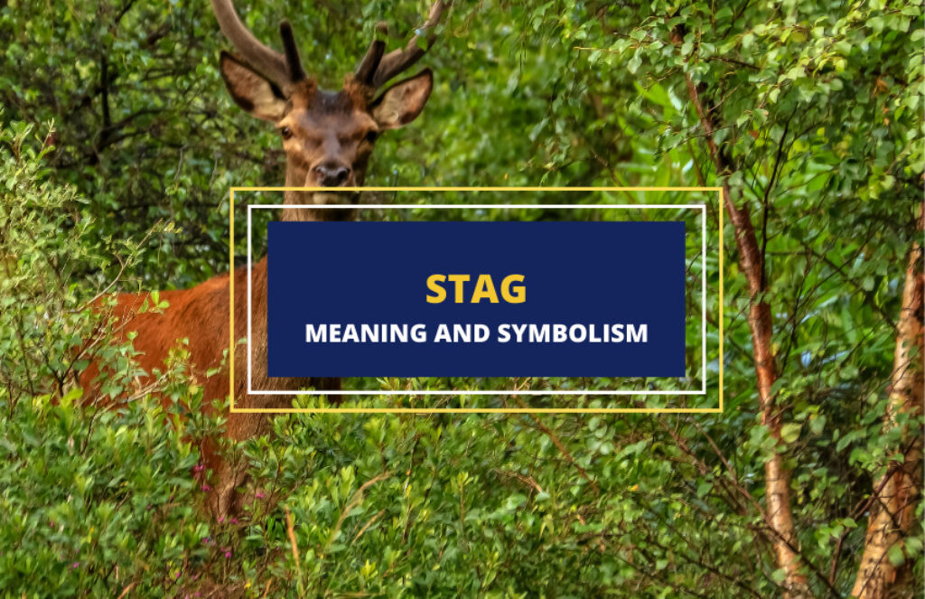 Deep Symbolism of the Celtic Stag and Why It's So Important