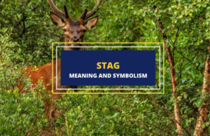 Deep Symbolism of the Celtic Stag and Why It's So Important