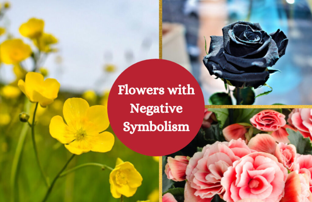 Flowers With Negative Meanings – A List - Symbol Sage