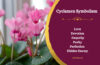 Cyclamen Flower – Meaning and Symbolism - Symbol Sage