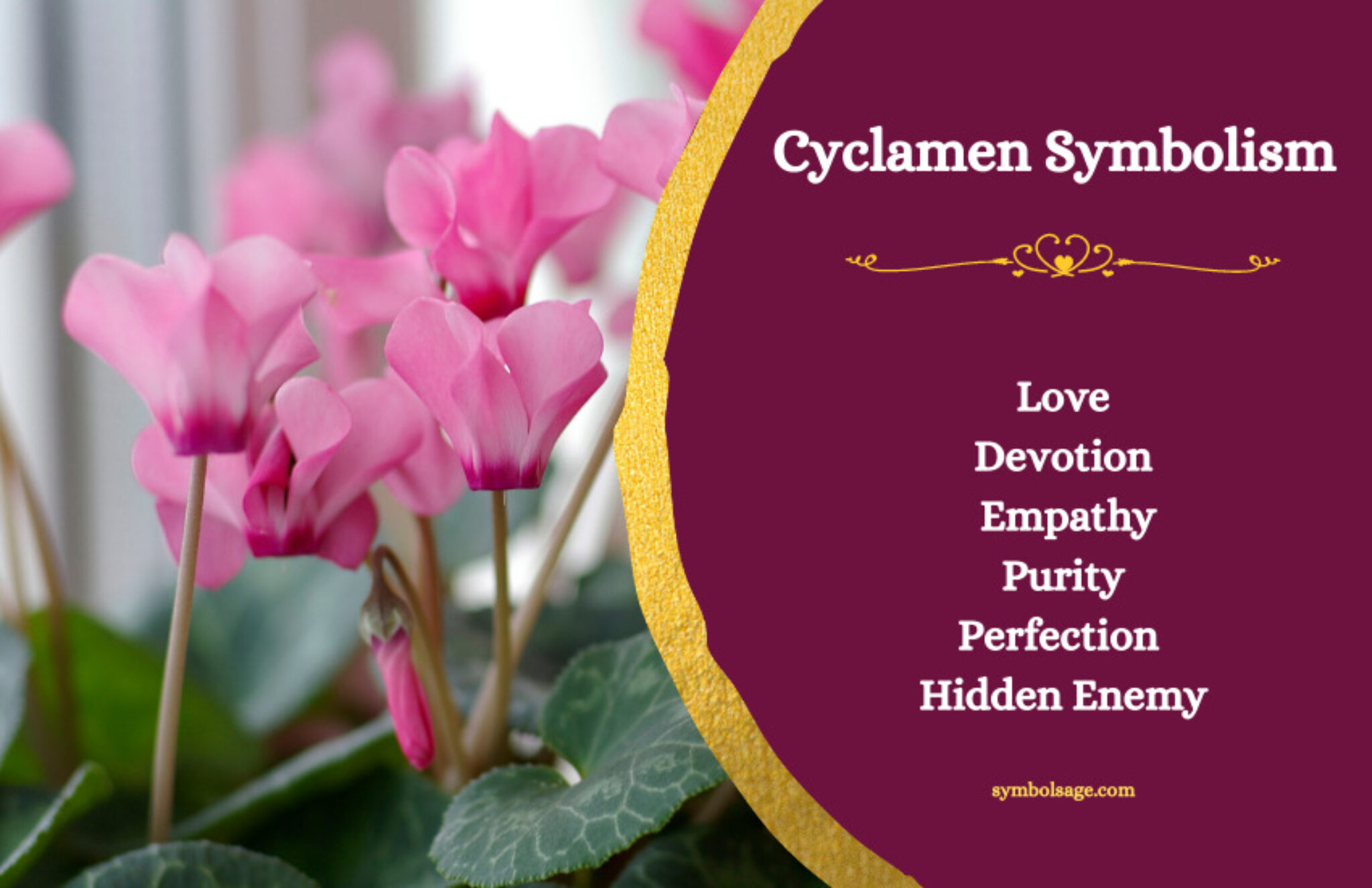 Cyclamen Flower – Meaning and Symbolism - Symbol Sage