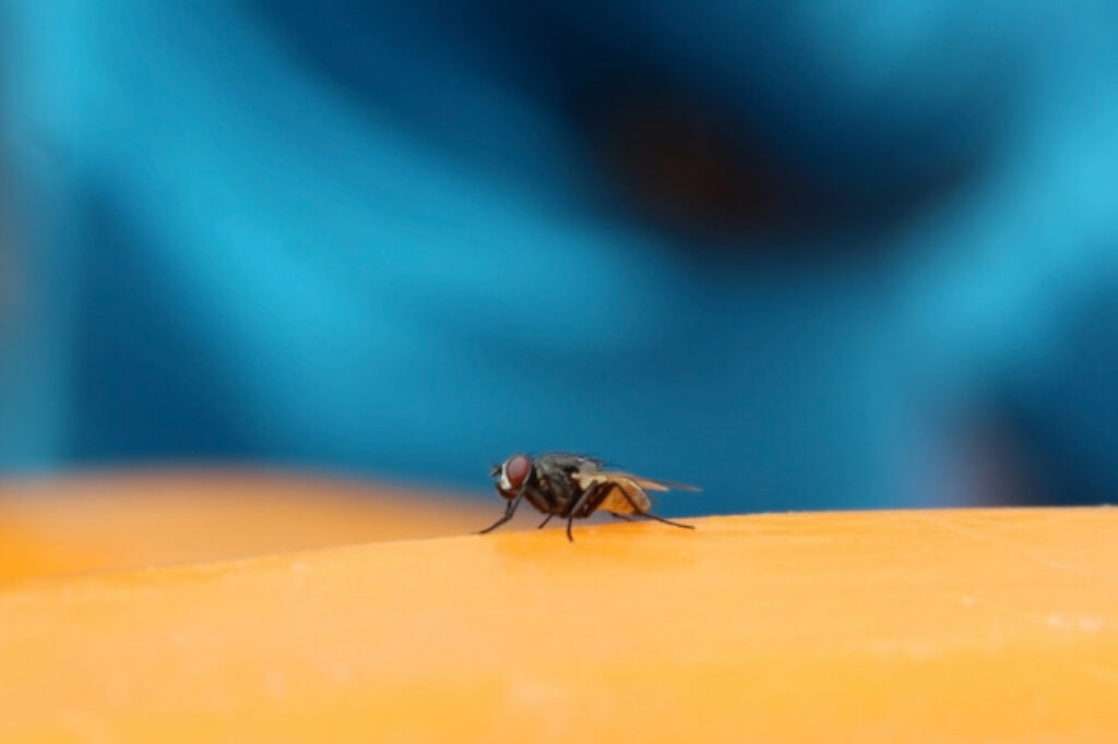 Dreams About Flies – Decoding the Buzz - Symbol Sage