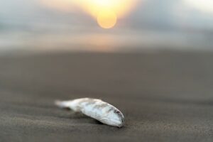 Dreams about Dead Fish – What Does It Mean? - Symbol Sage