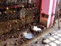 Karni Mata and the Bizarre Rat Temple (Hindu Mythology) - Symbol Sage