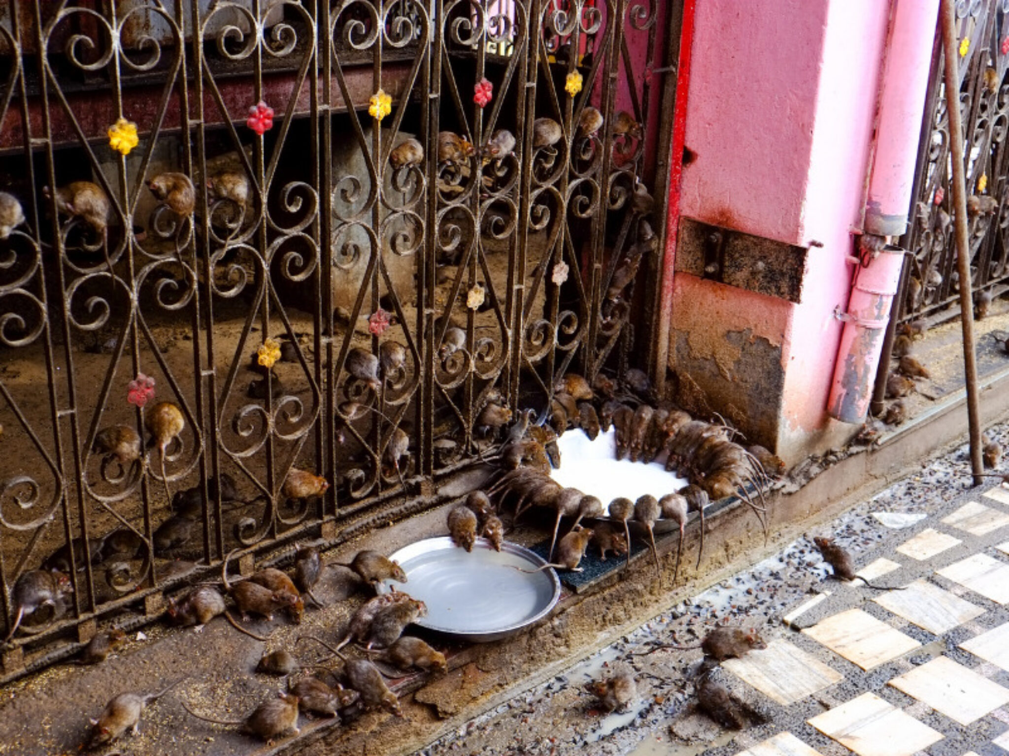 Karni Mata and the Bizarre Rat Temple (Hindu Mythology) - Symbol Sage