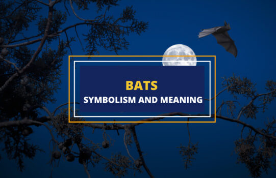 The Surprising Symbolism of Bats - Symbol Sage