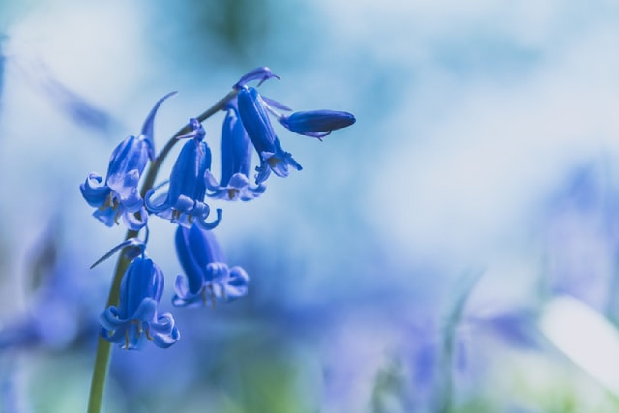 15 Flowers that Symbolize New Beginnings