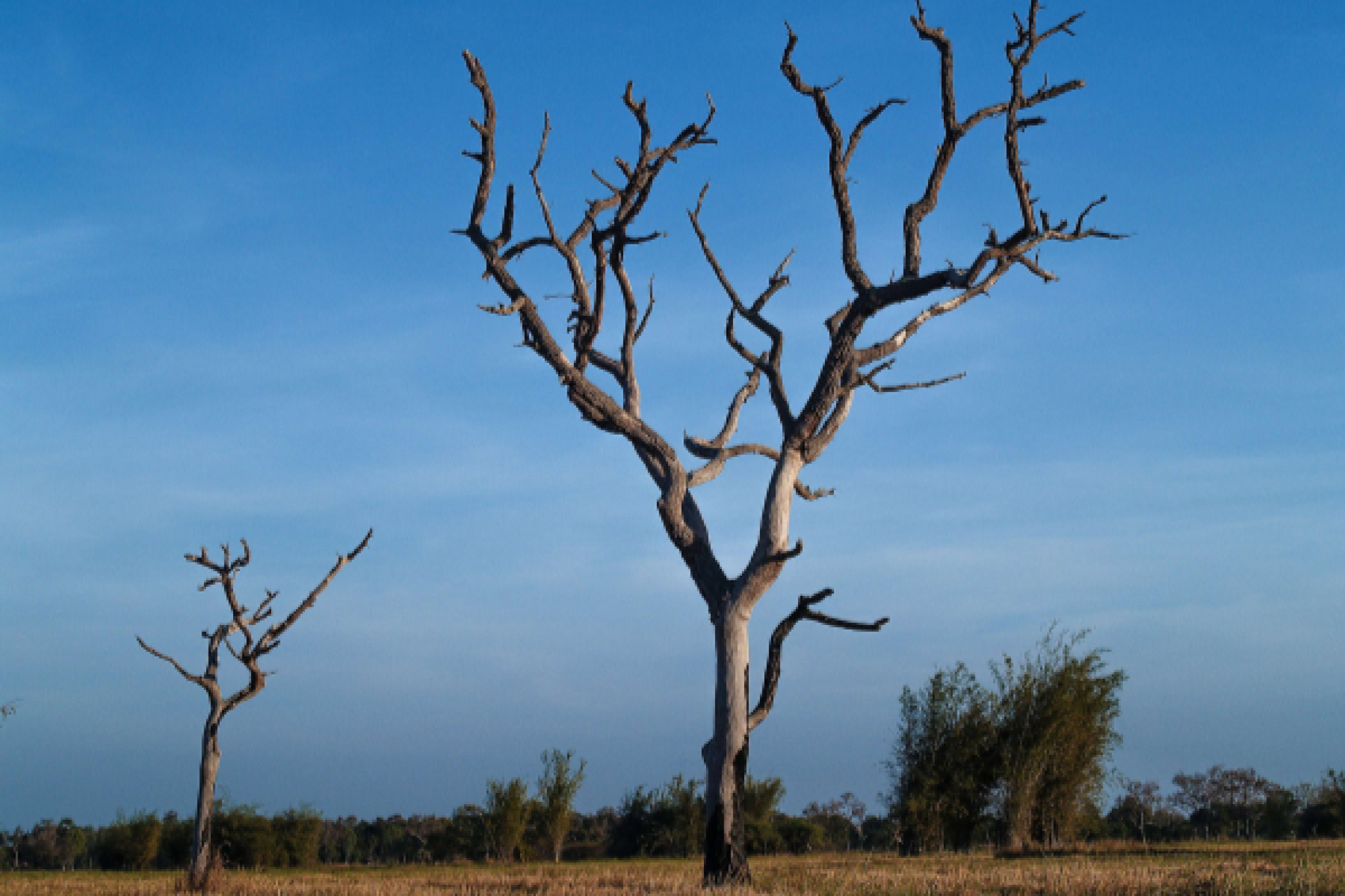 Dreaming About Trees – Interpretations and Common Scenarios - Symbol Sage