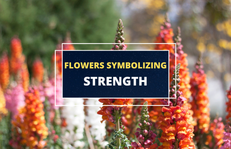 24 Flowers that Symbolize Strength