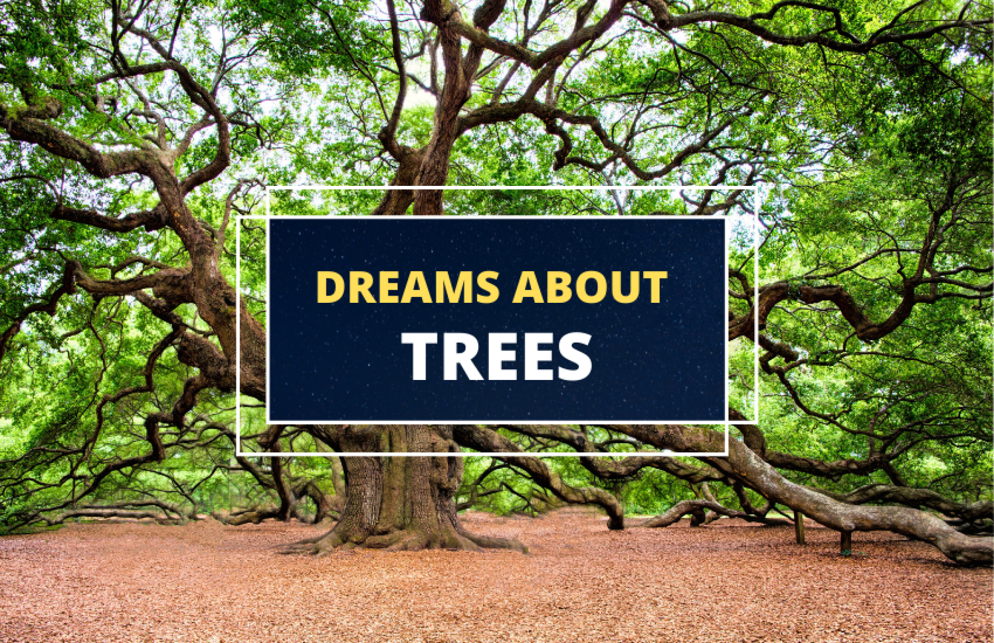 Dreaming About Trees – Interpretations and Common Scenarios - Symbol Sage