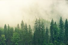 Pine Trees in Myth and Spirituality: Resilience and Renewal