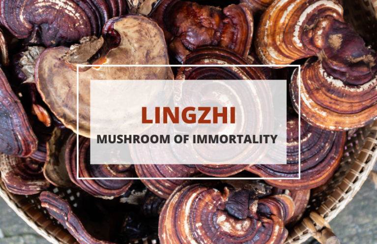 Lingzhi - Mushroom of Immortality (Chinese Mythology)
