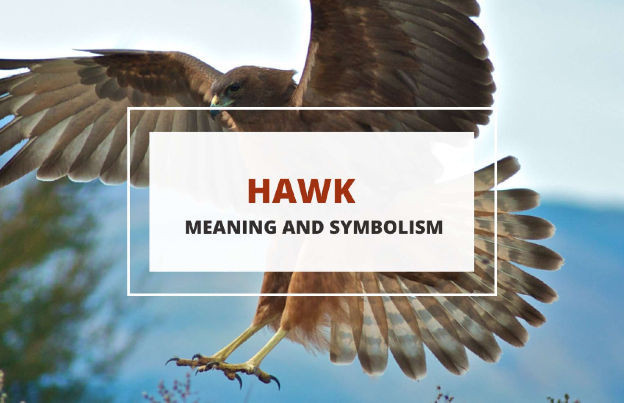 Symbolic Meaning of Hawks - Symbol Sage
