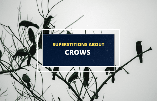 Superstitions About Crows – What Do They Mean? - Symbol Sage