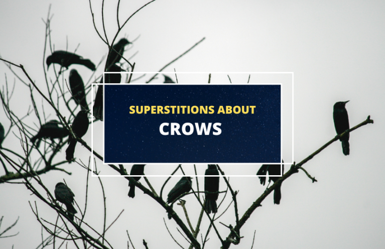 Superstitions About Crows – What Do They Mean? - Symbol Sage