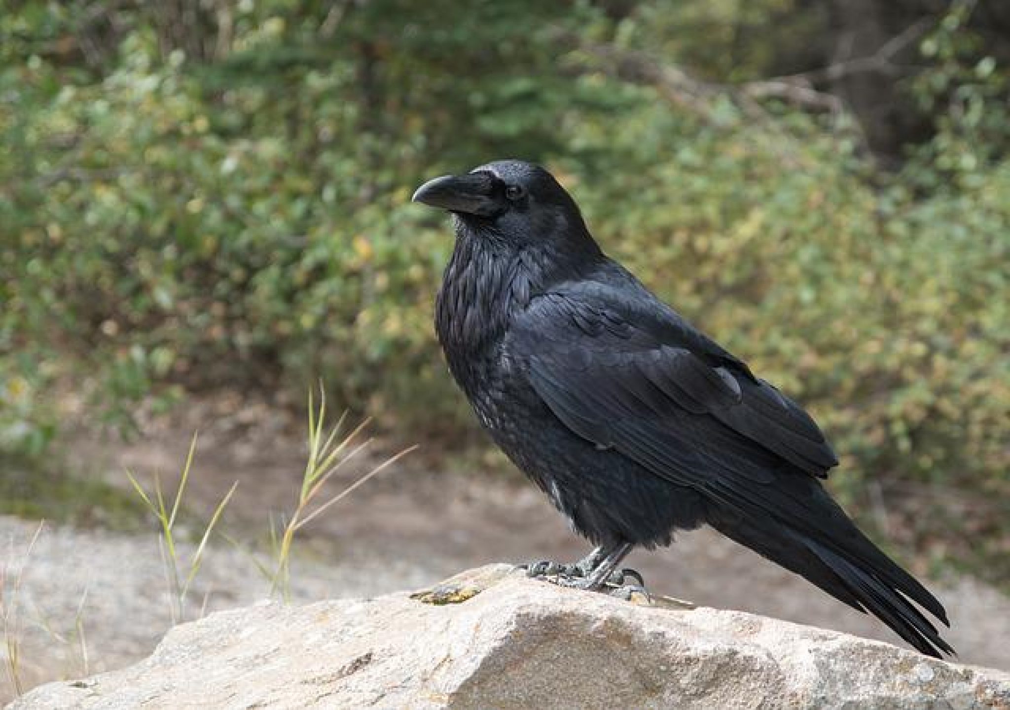 Superstitions About Crows – What Do They Mean? - Symbol Sage