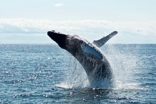 The Deep Symbolism of Whales - Symbol Sage