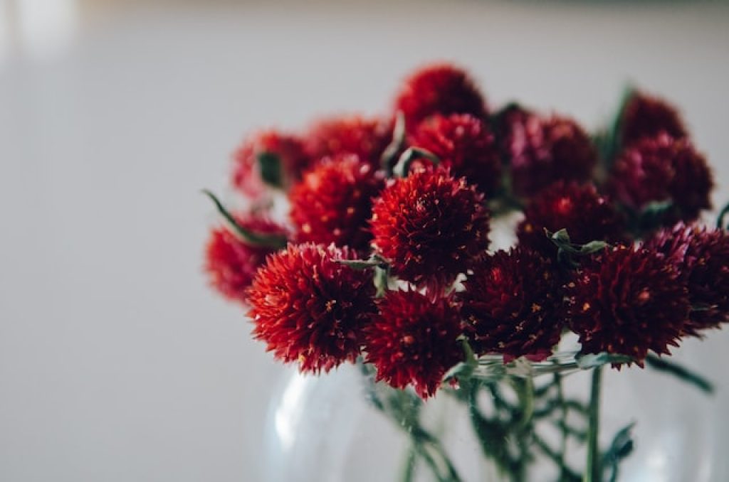 Flower Colors: What Do They Mean? - Symbol Sage