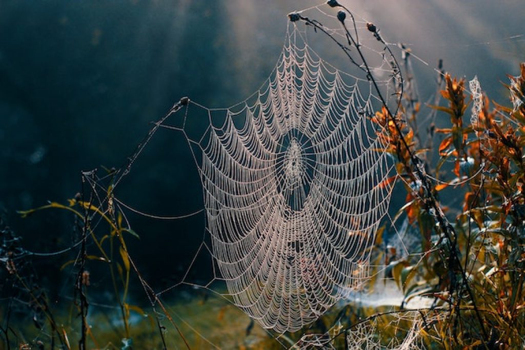 Are Spiders Good Luck? - Symbol Sage